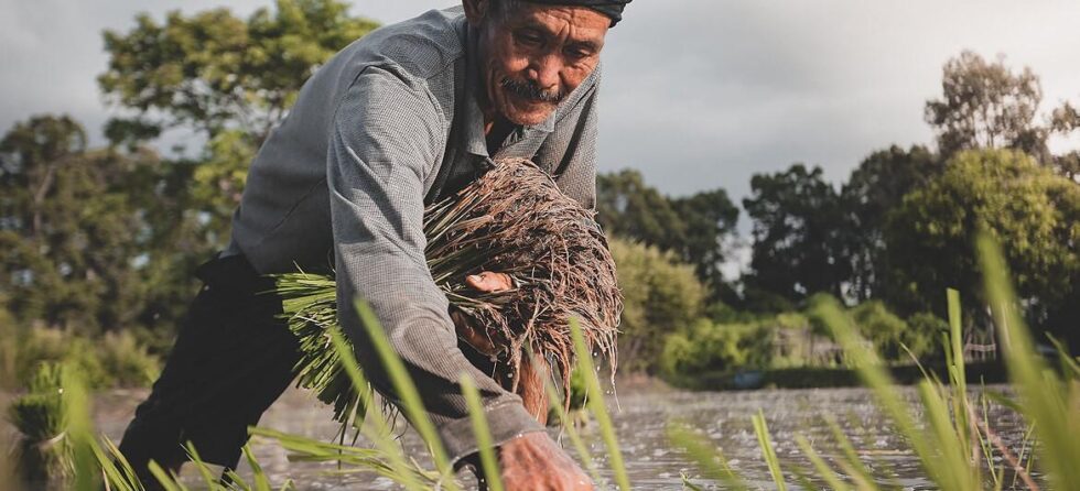 Harvest Innovation – Berry Patch Farm