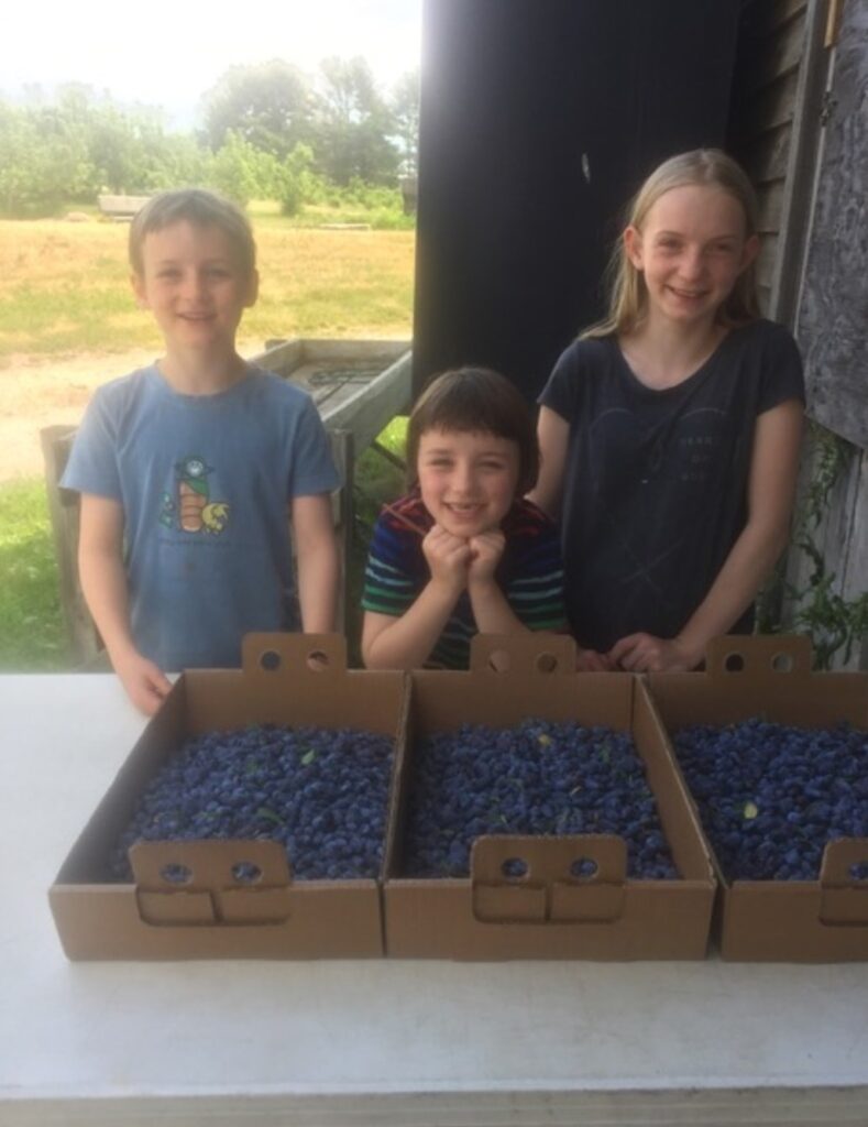 U Pick – Berry Patch Farm