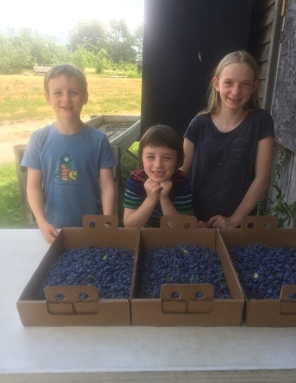 U Pick – Berry Patch Farm