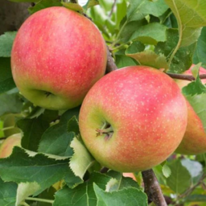 Jonagold – Berry Patch Farm