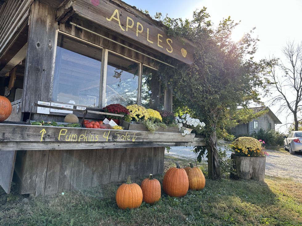 Berry Patch Farm – U Pick produce family friendly farm